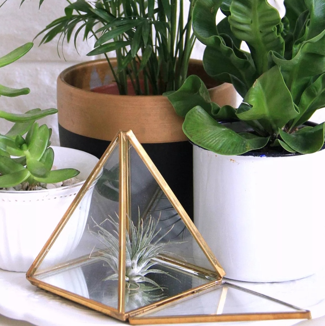 DISTRESSED BRASS GLASS TERRARIUM - PYRAMID | TRUFFULA FOREST